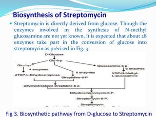 Streptomycin production | PPT