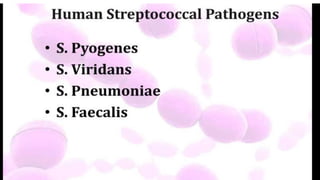 strepto vs staphylo present (2).pptx