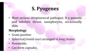 strepto vs staphylo present (2).pptx
