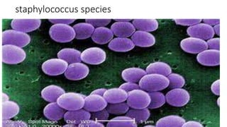 strepto vs staphylo present (2).pptx