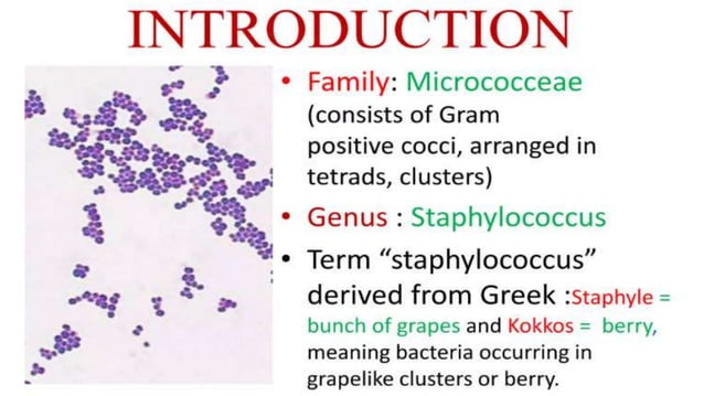 strepto vs staphylo present (2).pptx