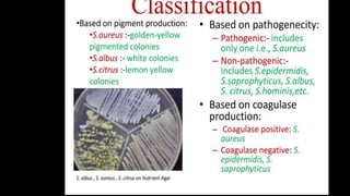 strepto vs staphylo present (2).pptx