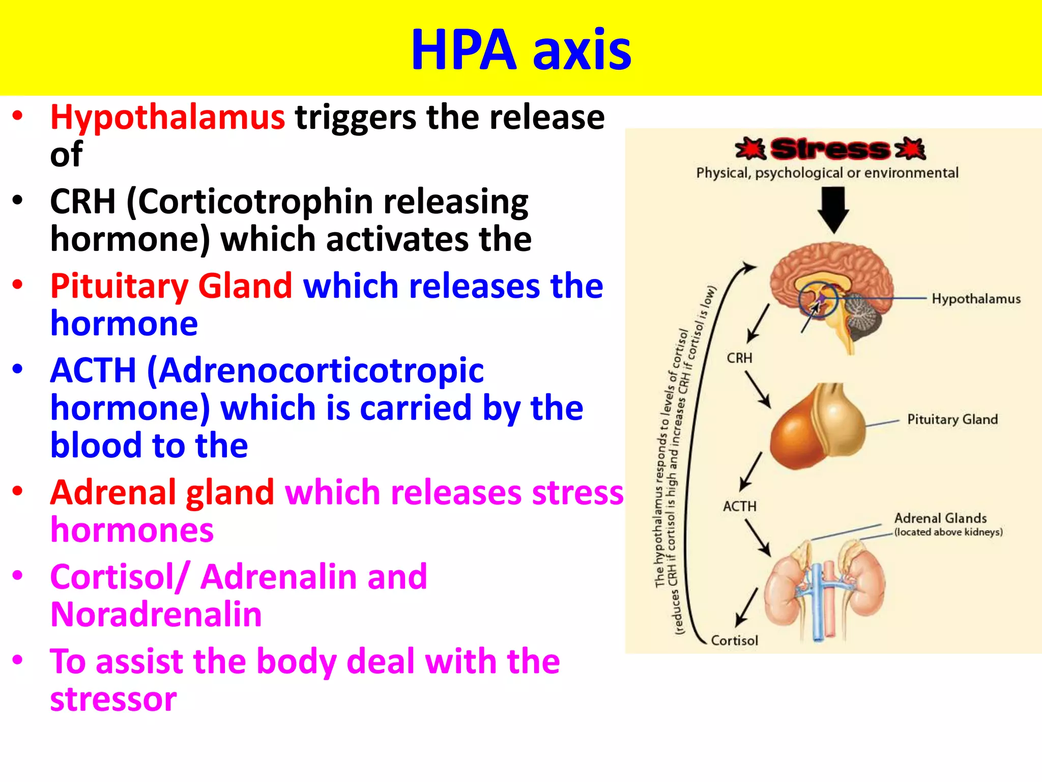 Stress & HPA axis - VCE U4 Psych | PPTX