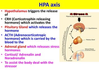 Stress & HPA axis - VCE U4 Psych | PPTX