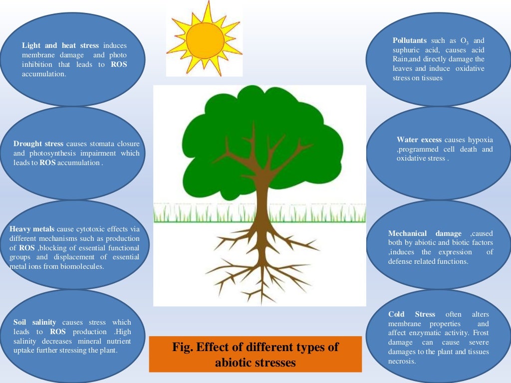 The Molecular Mechanism of Abiotic Stress in Plants:A Bird's Eye View