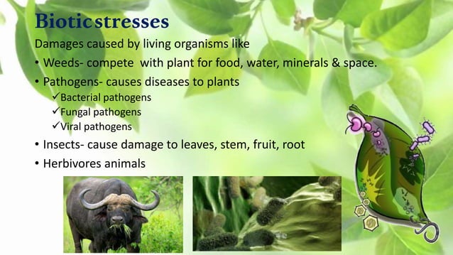 plant biotic and abiotic stress | PPTX