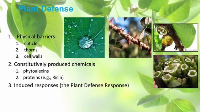 plant biotic and abiotic stress | PPTX