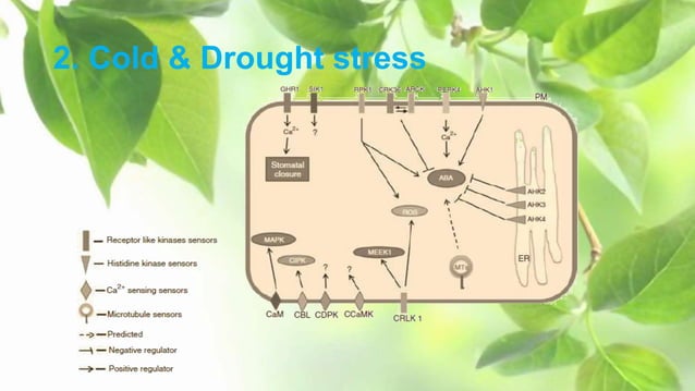 plant biotic and abiotic stress | PPTX