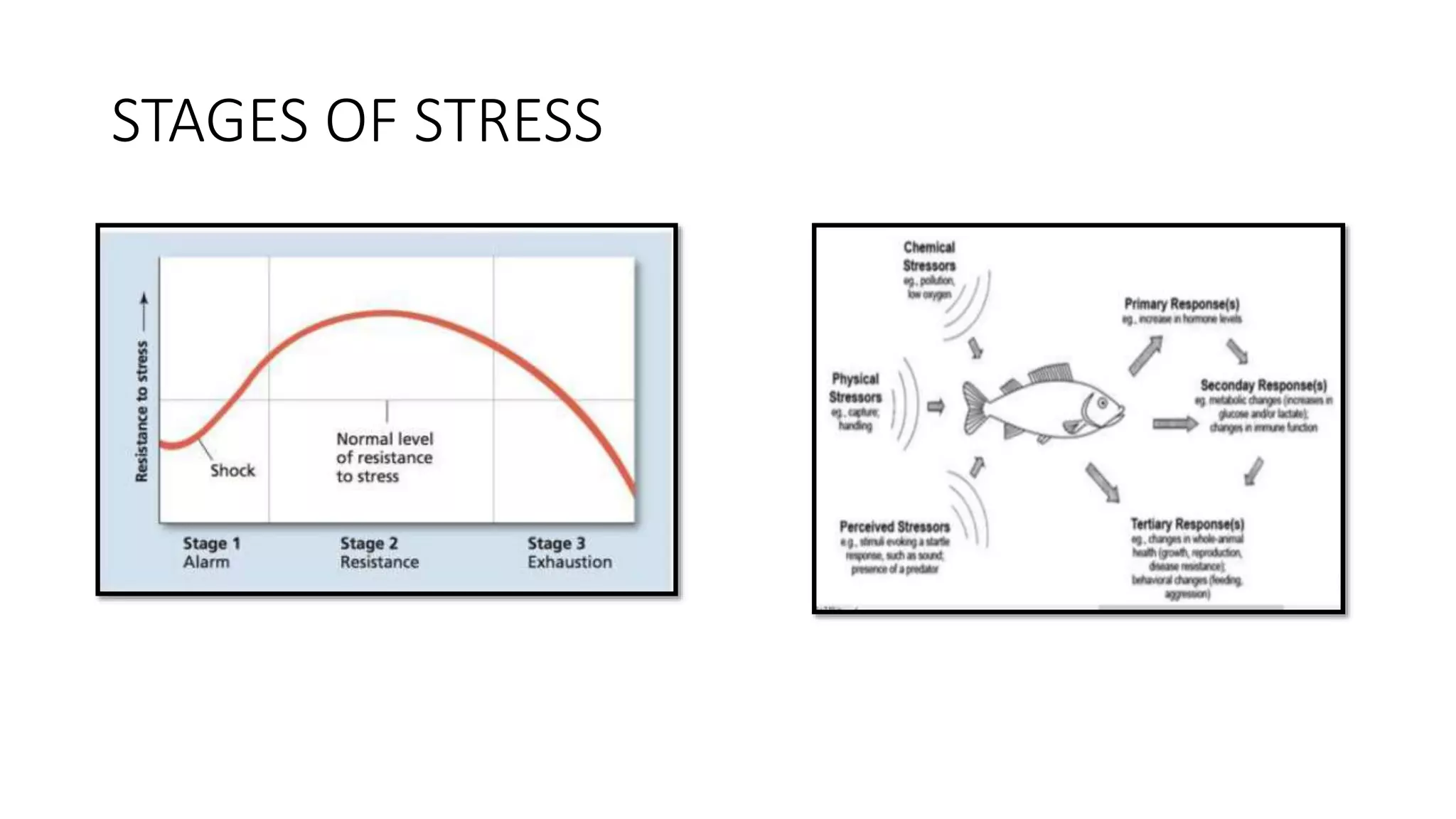 Stress | PPTX