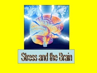 Stress And The Brain 1 | PPT