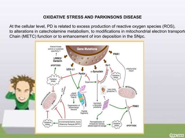 Role of Oxidative stress in disease modification | PPT