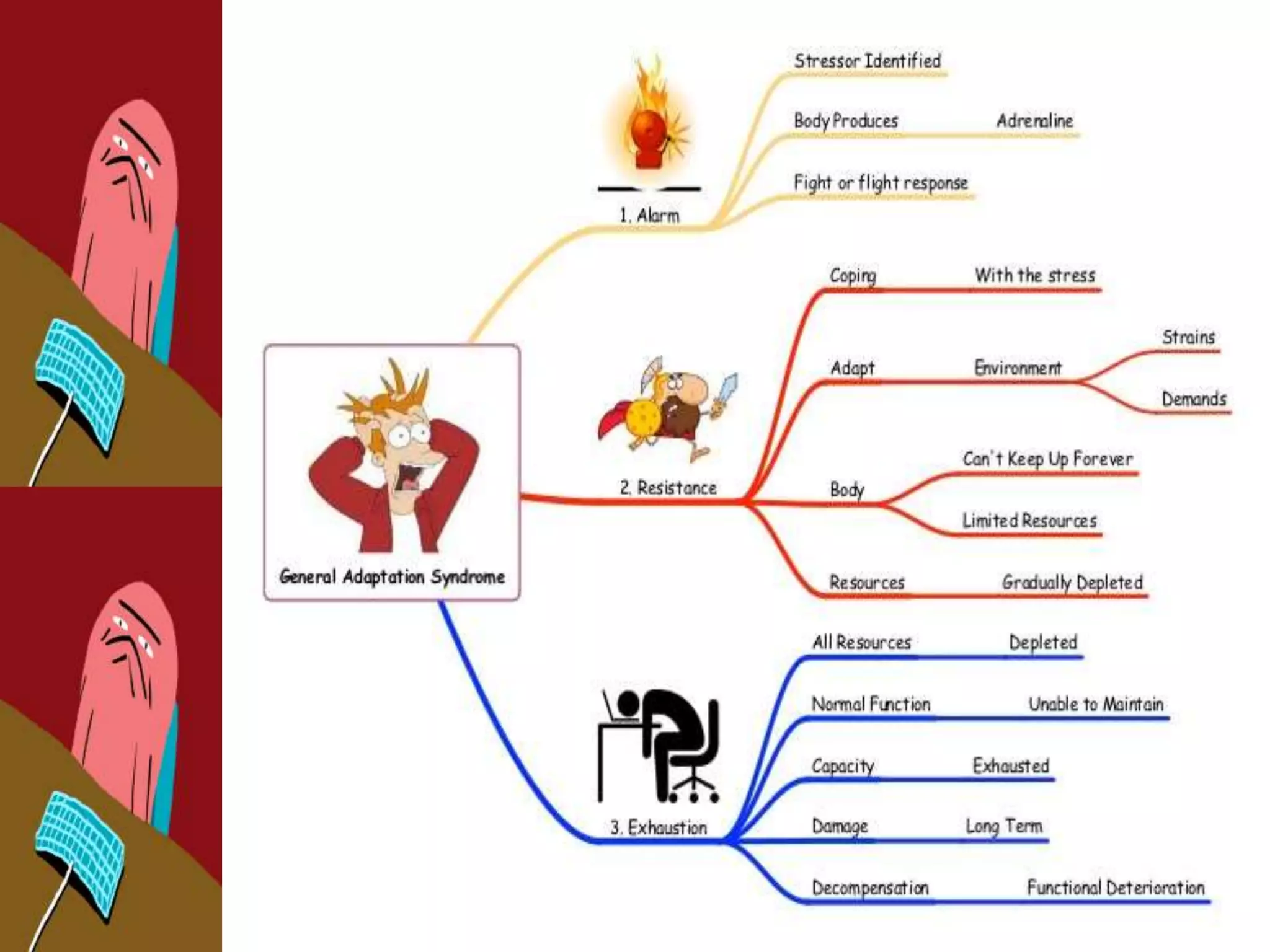 Stress and adaptation | PPTX