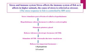 Stress and immune response in fish | PPTX