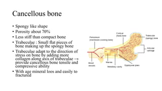 Stress and strain | PPT