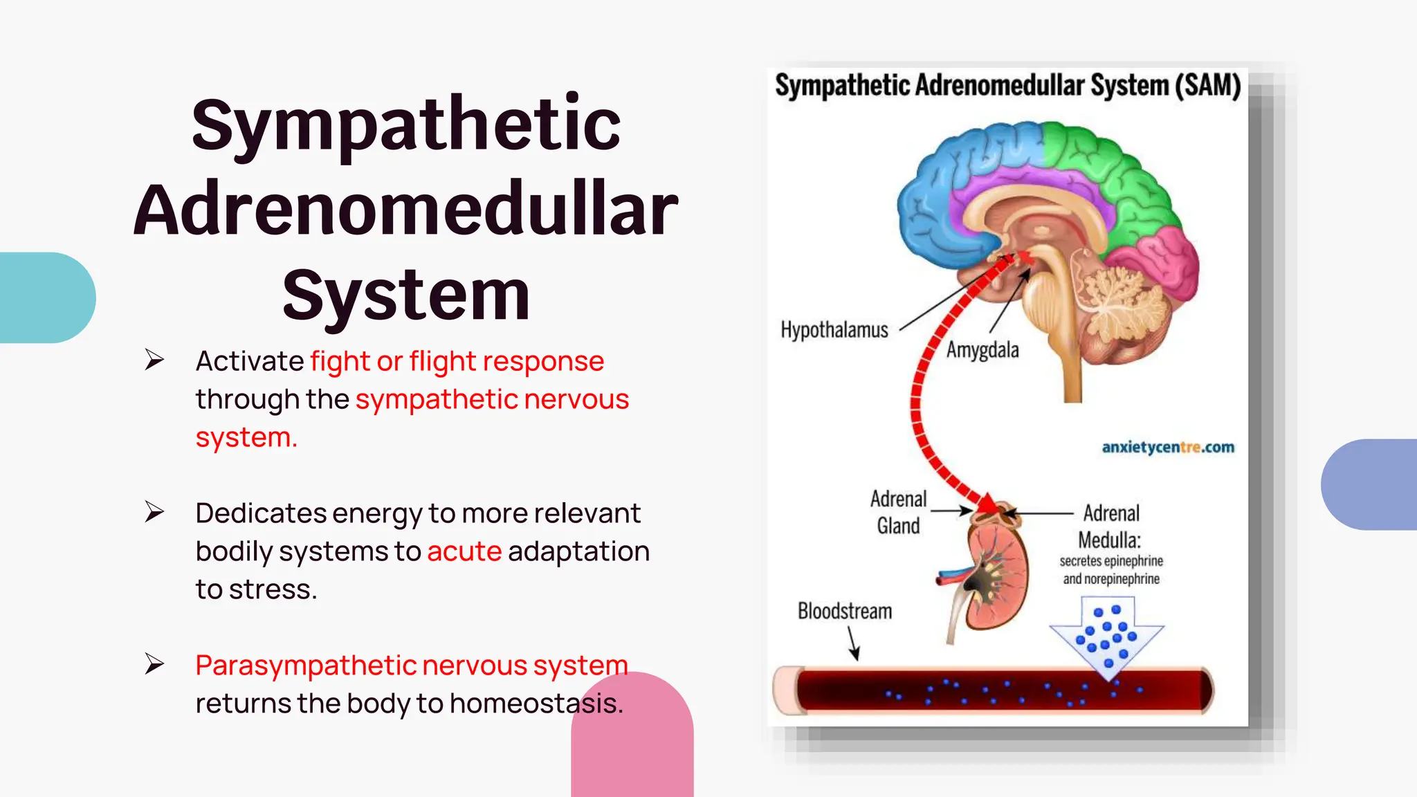 biology of stress : hormonal regulation | PPTX
