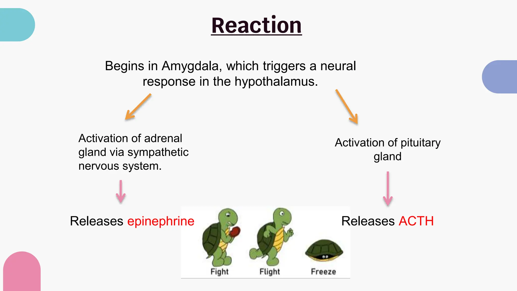 biology of stress : hormonal regulation | PPTX