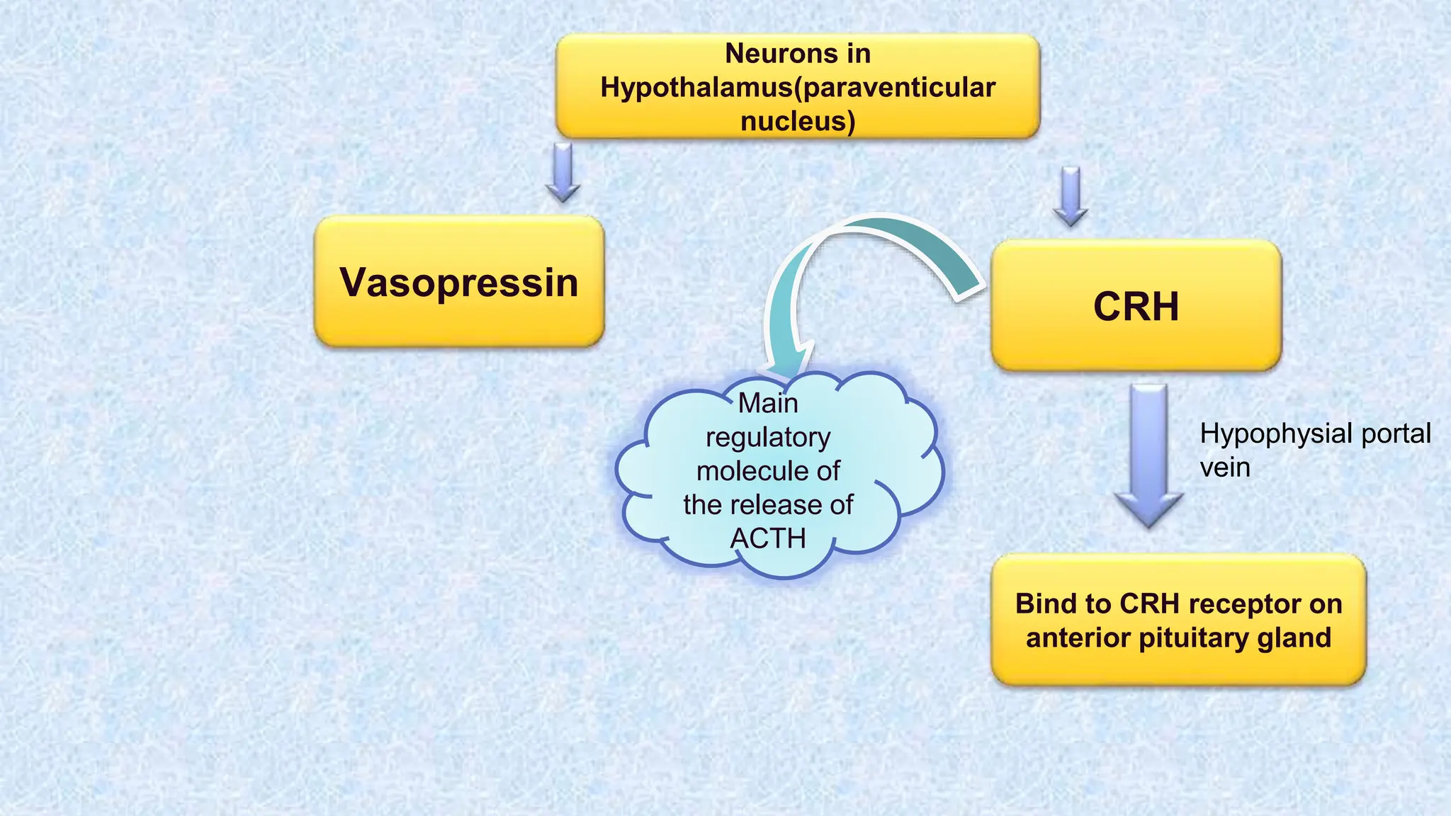 biology of stress : hormonal regulation | PPTX