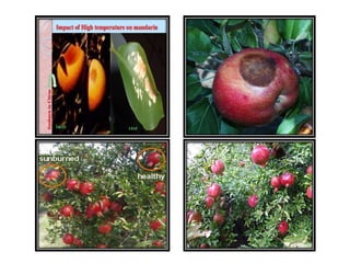 Stress due to temperature physiological and biochemical responses of ...