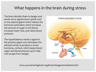 Stress in Adolescents | PPTX