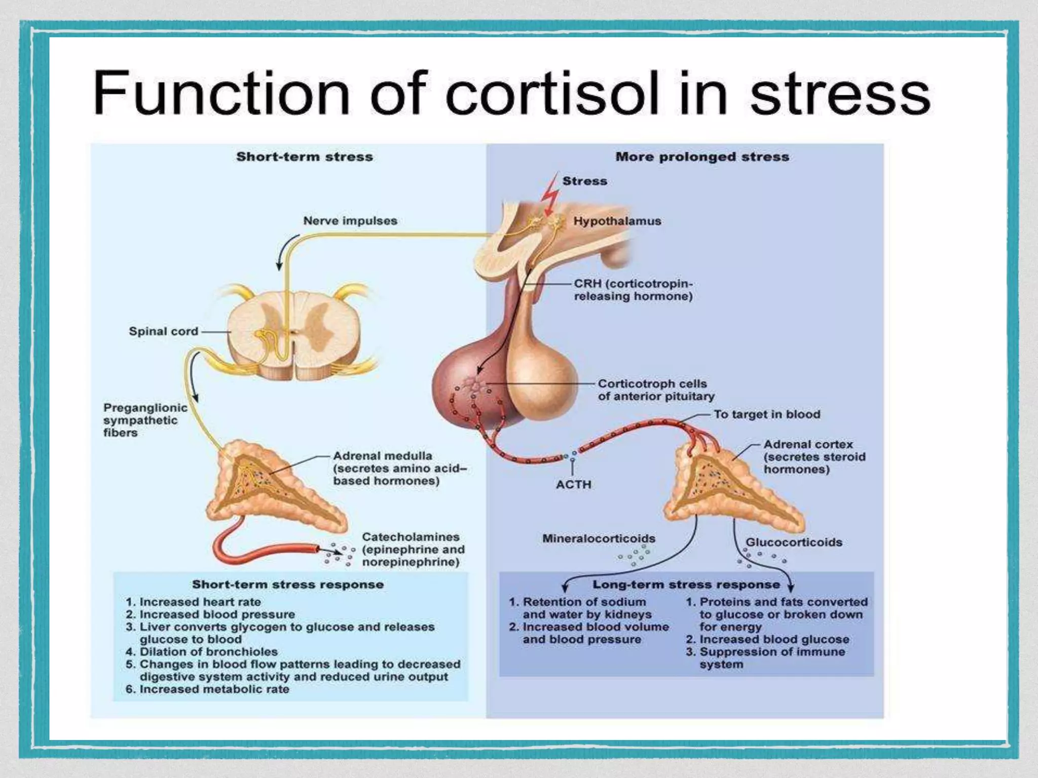 Stress (Physiology) | PPT