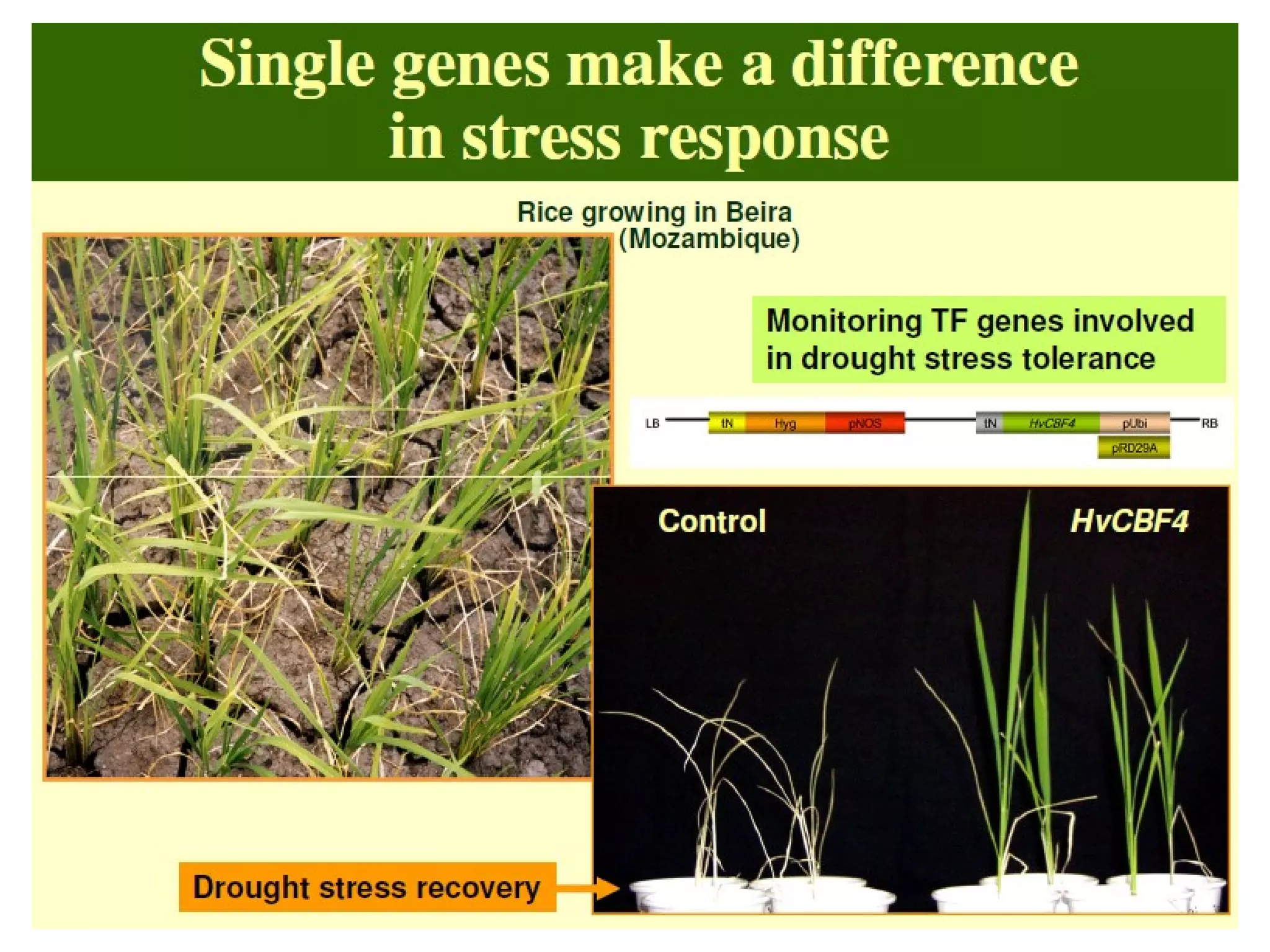 Stress in plants | PPT