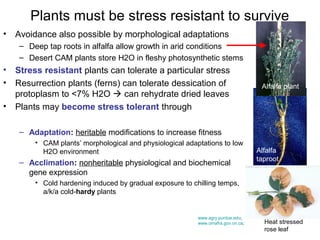 Stress in plants | PPT