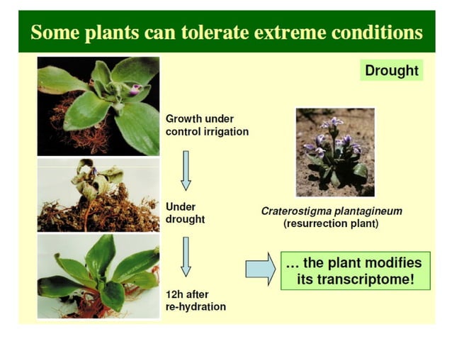 Stress in plants | PPT