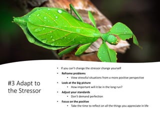 Stress Management | PDF
