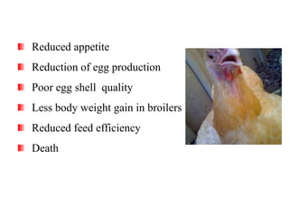 Stress Management in Poultry .pptx