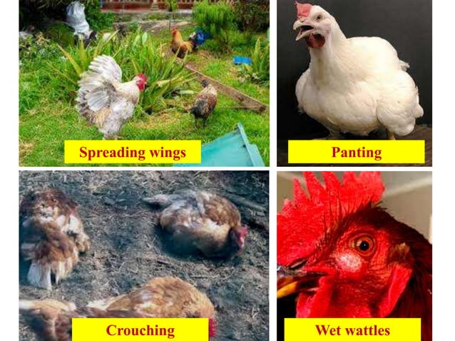 Stress Management in Poultry .pptx | Indoor Environmental Quality ...