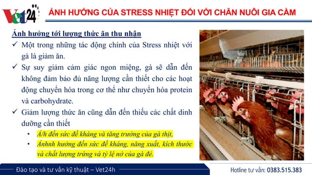 Stress nhiet tren gia cam vet24h | PPT