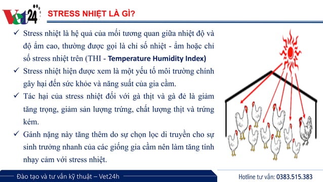 Stress nhiet tren gia cam vet24h | PPT