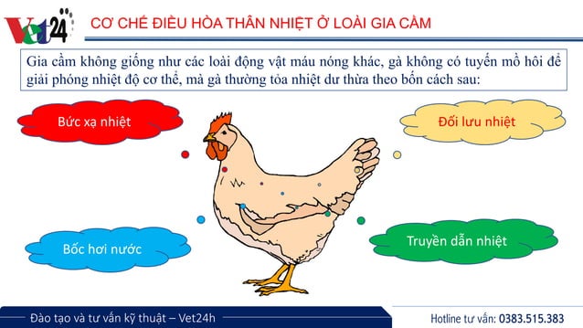 Stress nhiet tren gia cam vet24h | PPT