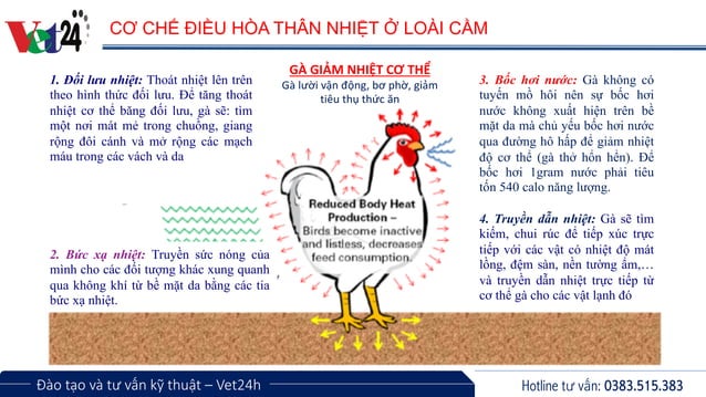 Stress nhiet tren gia cam vet24h | PPT