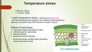 stress physiology.pptx