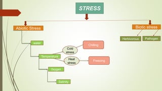 stress physiology.pptx