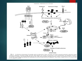 stress proteins and cancer.ppt