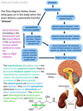 AQA ALevel Psychology A Unit 2 Stress revision guide | PDF