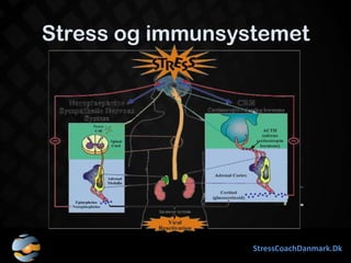 Stressforedrag, 1 session | PPTX