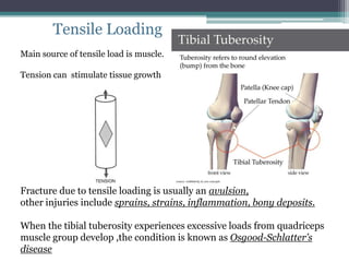 Introduction to Analysis of strain and strain in Human bone | PPTX