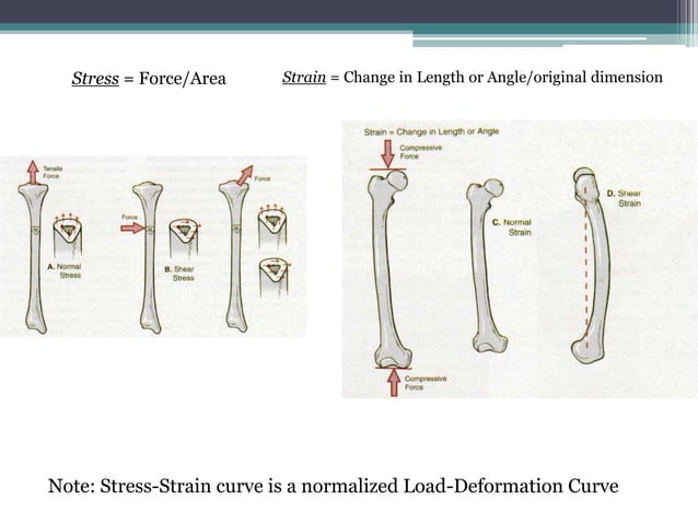 Introduction to Analysis of strain and strain in Human bone | PPTX ...