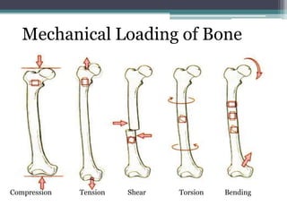 Introduction to Analysis of strain and strain in Human bone | PPT