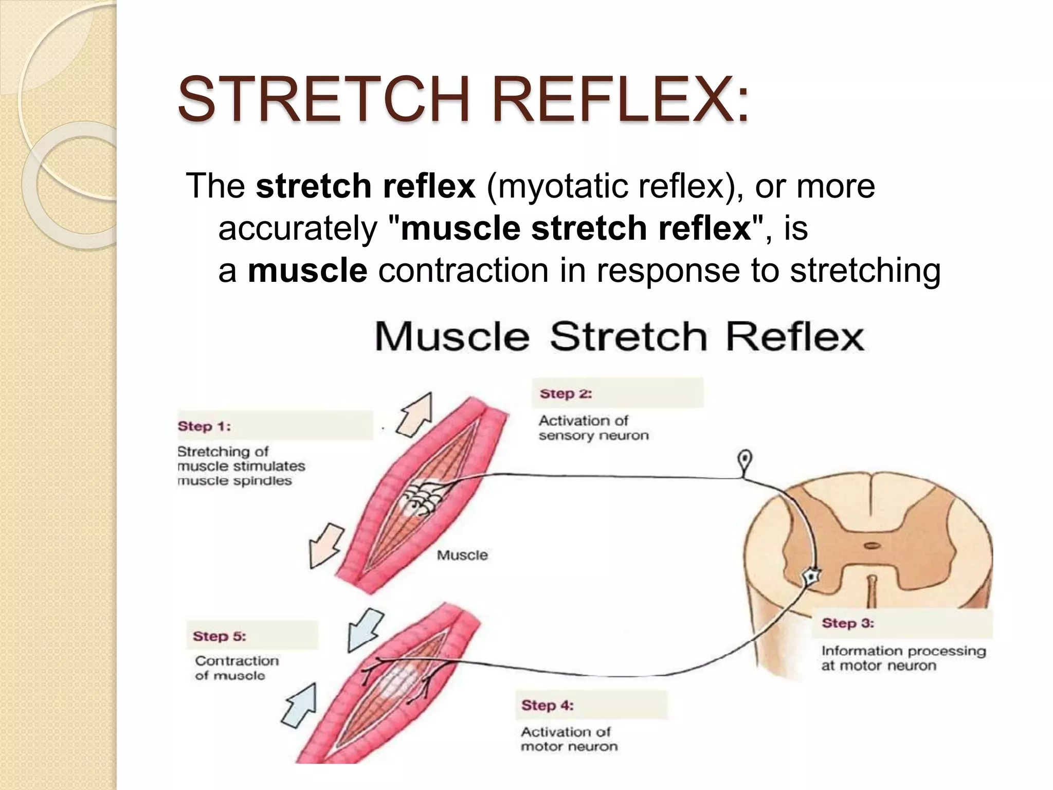 STRETCHING.pptx