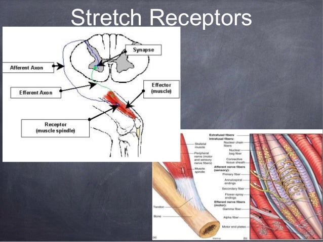 Stretching.physiology