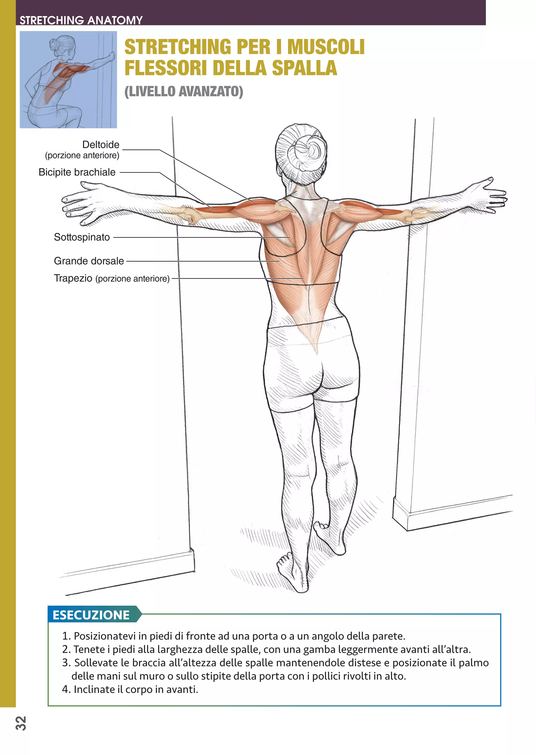 Pagine da Stretching Anatomy 2° Edizione | PDF