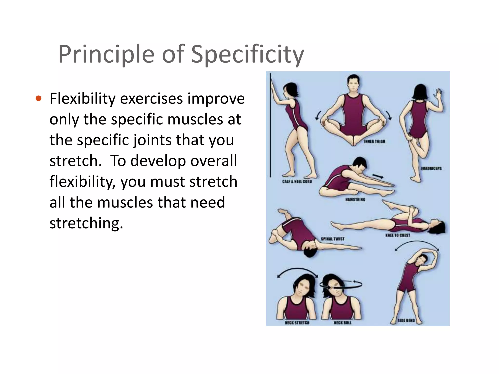 Stretching Exercises.ppt