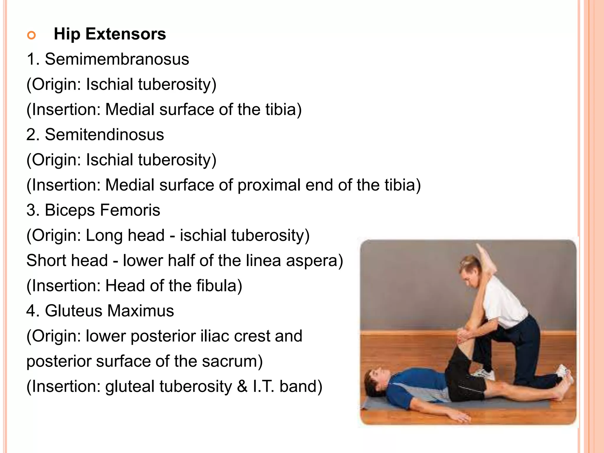 Stretching of hip joint muscles | PPTX