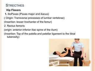 Stretching of hip joint muscles | PPTX
