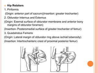Stretching of hip joint muscles | PPTX