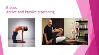 Stretching of musclesSS (1).pdf